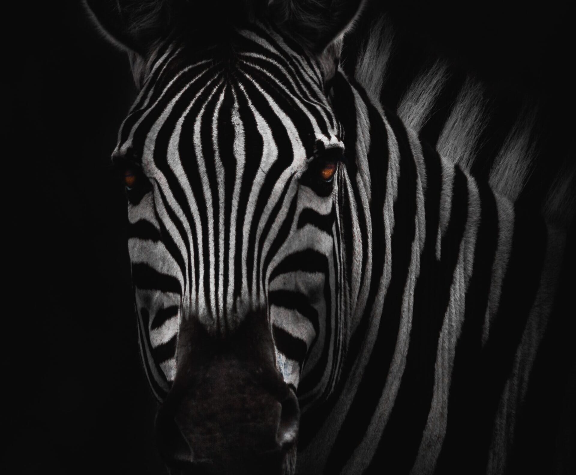 FDNA™ What is a Zebra Disease?